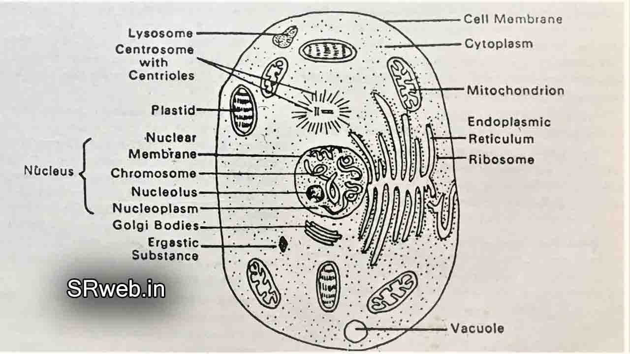 कोशिका की संरचना (Cell Structure)